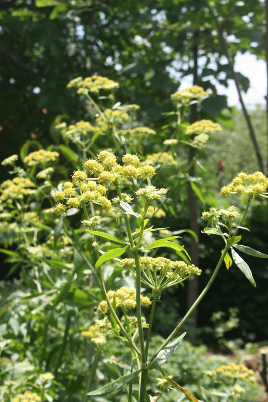 Oregon Native Pollinator Plants - PlantNative.org
