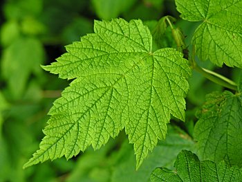 The Best Maple Trees to Plant in Southern California - PlantNative.org