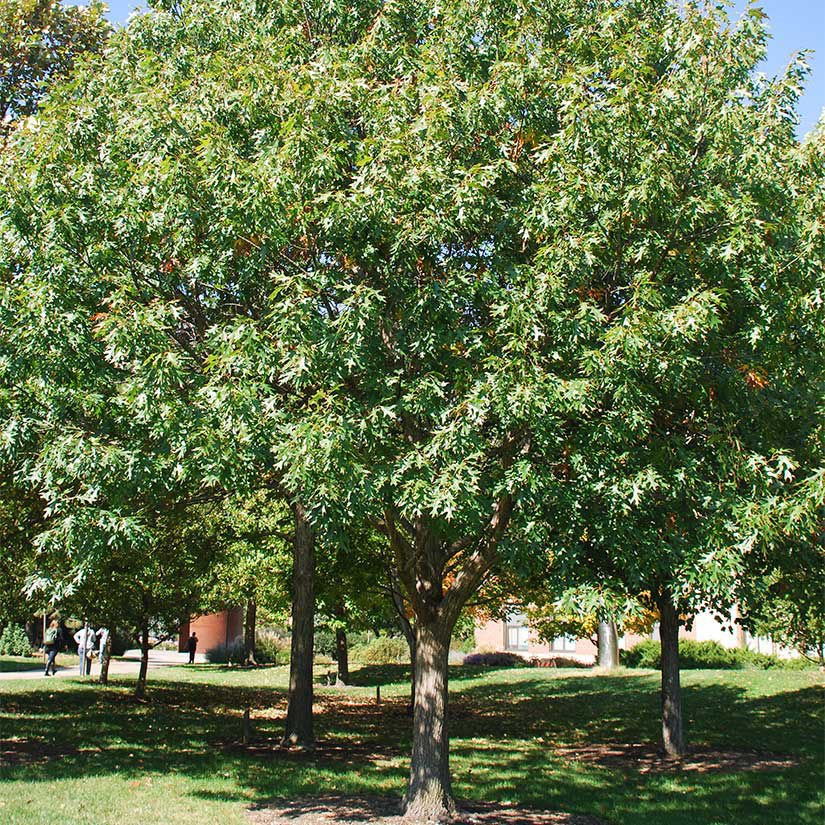 Native Plants of Iowa for Landscaping - PlantNative.org