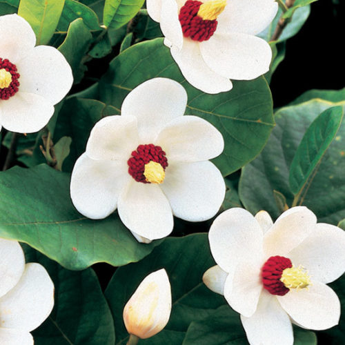 The Best Magnolia Trees to Grow in Virginia - PlantNative.org