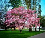 The Most Beautiful Ornamental Trees to Grow in Wisconsin - PlantNative.org