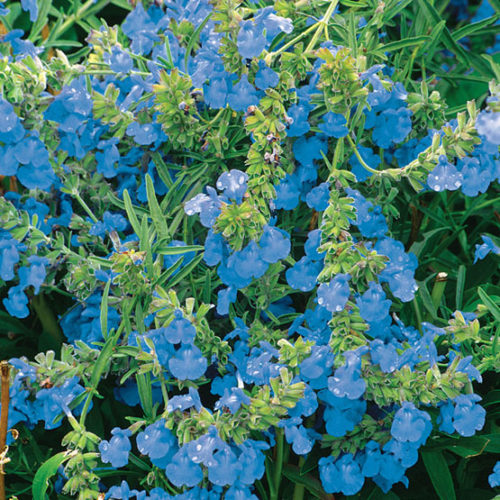 Native Florida Hummingbird Plants to Grow in Your Garden - PlantNative.org