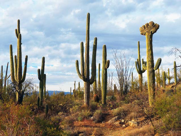 20 Native Plants That are Sure to Enhance Your - %sit...