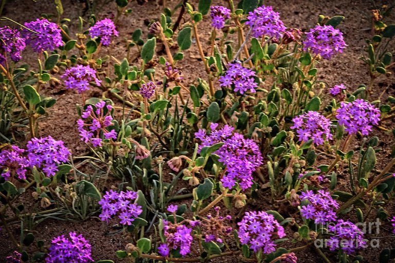 20 Native Plants That are Sure to Enhance Your Arizona Pollinator ...