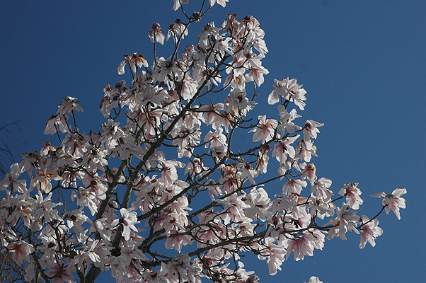 The Best Magnolia Trees to Grow in Virginia - PlantNative.org