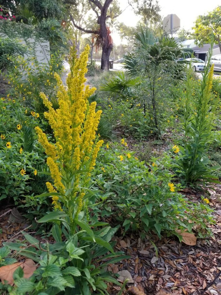 Flowering Plants Native to Florida for Your Yard - PlantNative.org