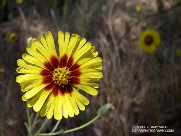Oregon Native Pollinator Plants - PlantNative.org