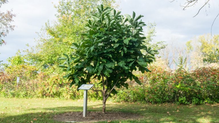 The Best Magnolia Trees to Grow in Virginia - PlantNative.org