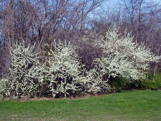 The Most Beautiful Ornamental Trees to Grow in Idaho - PlantNative.org