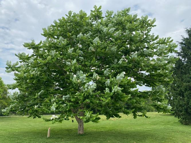 The Best 15 Ornamental Trees to Grow in Alabama - PlantNative.org
