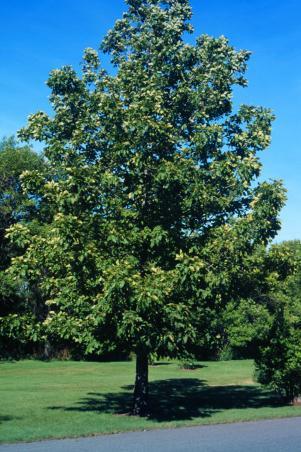 12 Ornamental Trees That Will Thrive in Minnesota - PlantNative.org