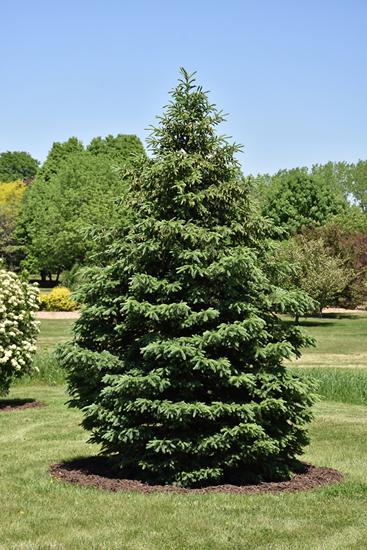 12 Ornamental Trees That Will Thrive in Minnesota - PlantNative.org