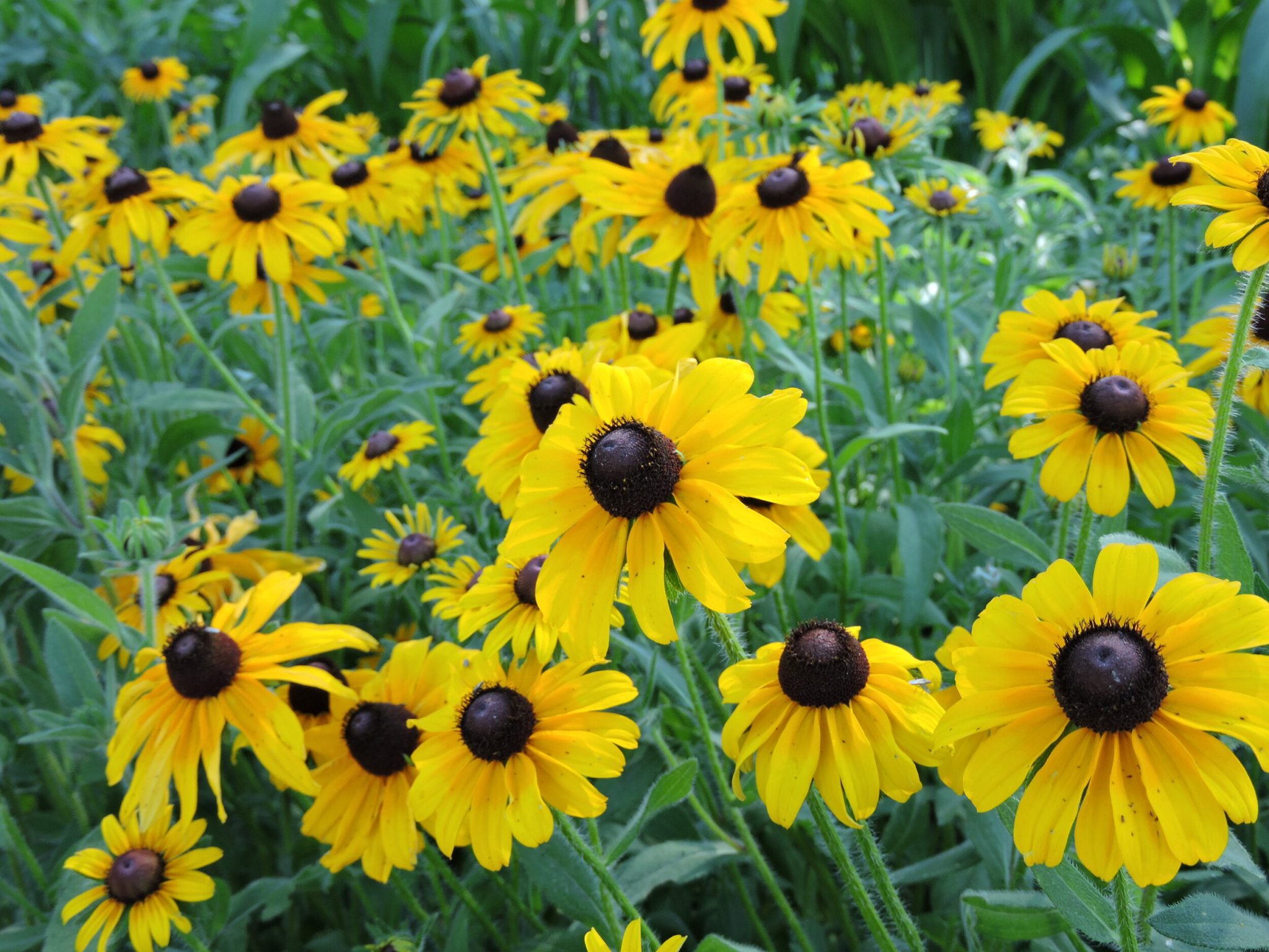 Ground Cover Plants That will Thrive in Your Indiana Garden ...