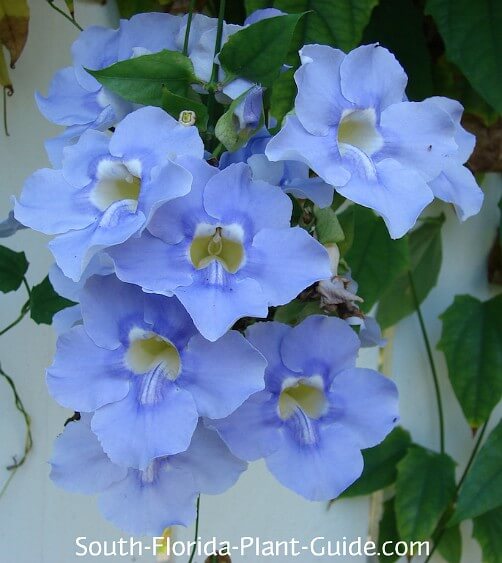 Flowering Vines Most Suitable to Indiana Climate - PlantNative.org