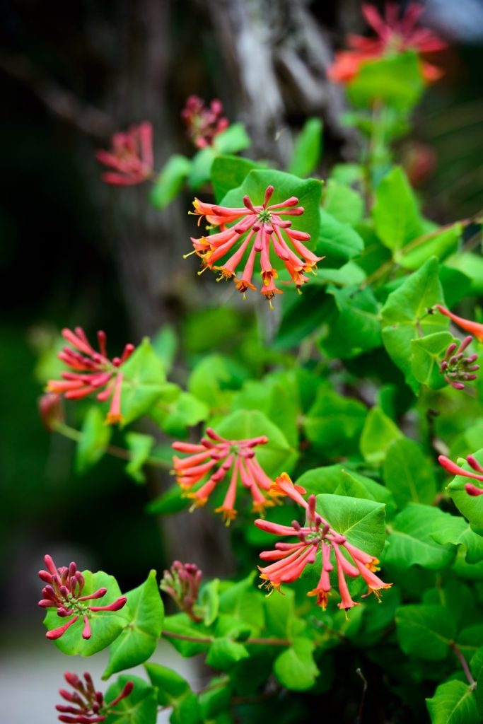 10 Flowering Vines to Grow in Virginia - PlantNative.org
