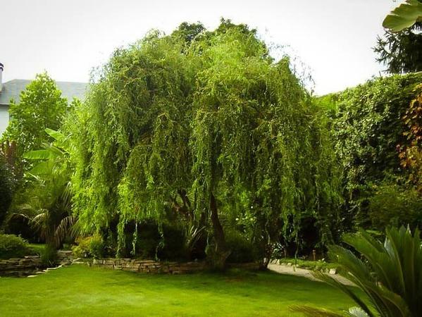Our Favorite Ornamental Trees to Grow in Florida - PlantNative.org