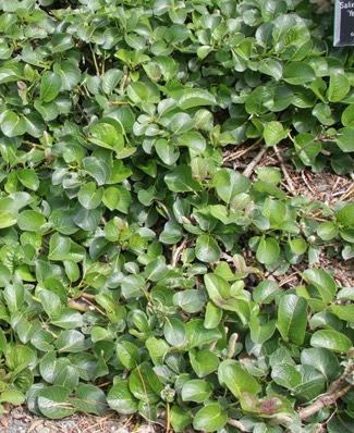 10 Ground Cover Plants to Grow in Washington State - PlantNative.org