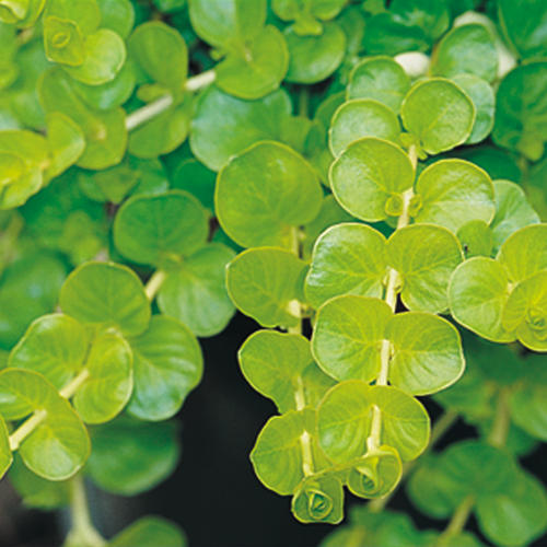 12 Ground Cover Plants to Grow in Massachusetts - PlantNative.org