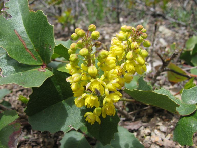10 Ground Cover Plants to Grow in Washington State - PlantNative.org