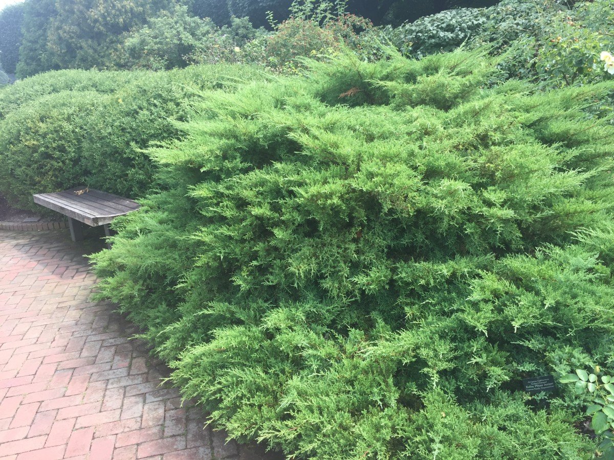 14 Ground Cover Plants to Grow in New York - PlantNative.org