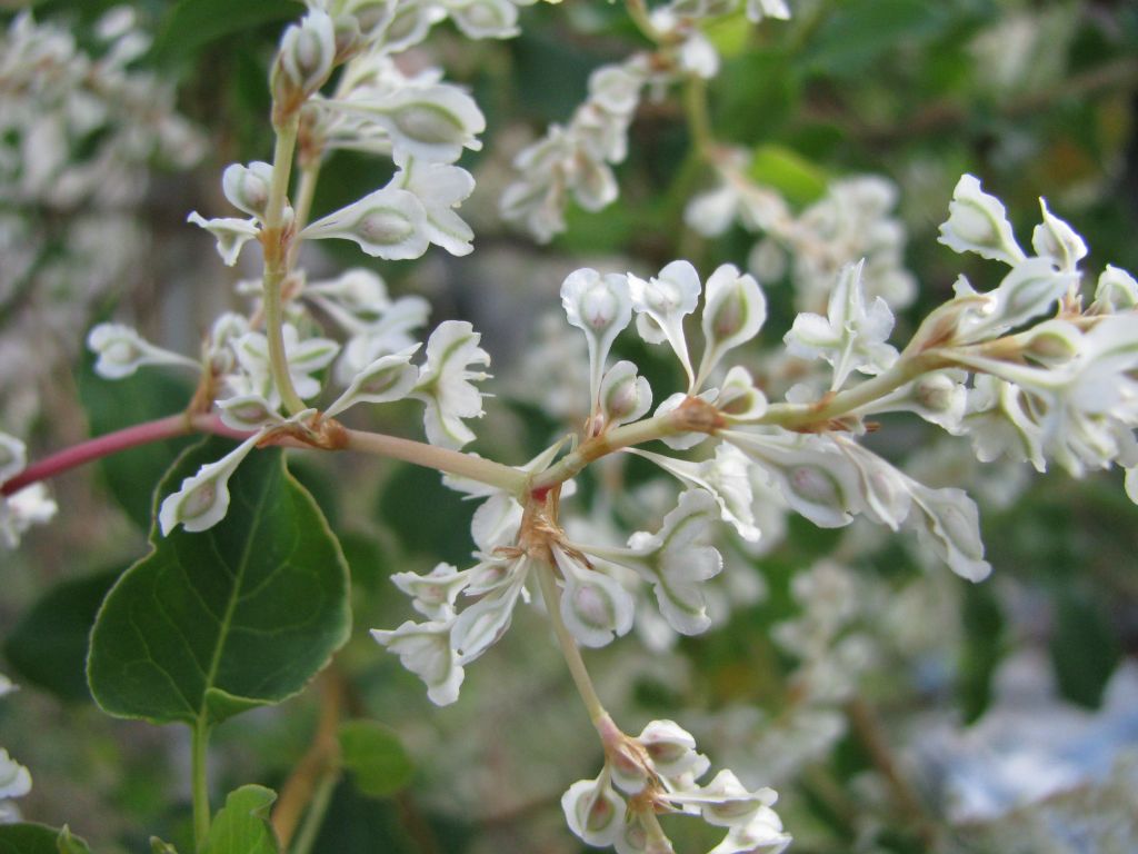 Our Favorite Flowering Vines to Grow in Connecticut - PlantNative.org