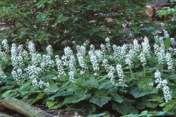 Our Favorite Ground Cover Plants to Grow in Virginia - PlantNative.org