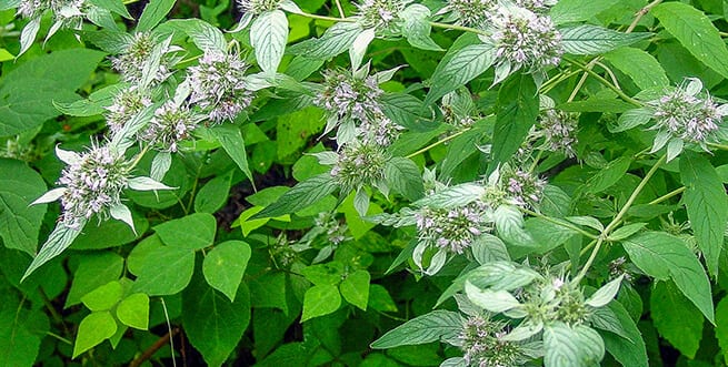 Our Favorite Ground Cover Plants to Grow in Connecticut - PlantNative.org