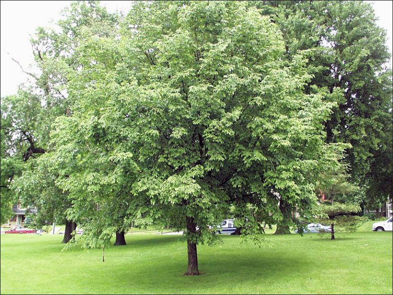 12 Ornamental Trees That Will Thrive in Minnesota - PlantNative.org