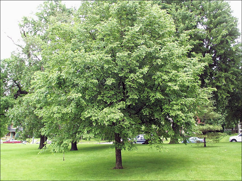 12 Ornamental Trees That Will Thrive in Minnesota - PlantNative.org