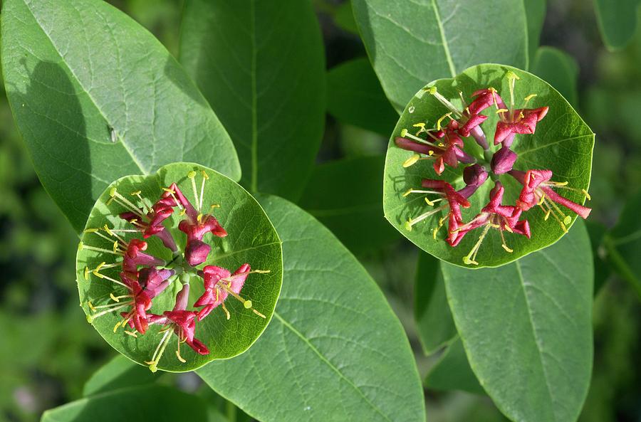 16 Flowering Vines to Grow in Wisconsin - PlantNative.org