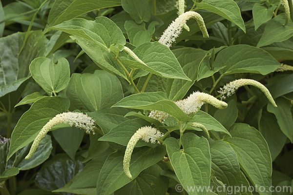 Ground Cover Plants to Grow in Tennessee - PlantNative.org