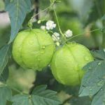 Flowering Vines Most Suitable to Indiana Climate - PlantNative.org