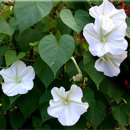 These Flowering Vines Will do Best in Your Southern California Garden ...