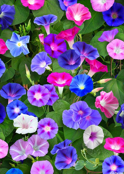 11 Flowering Vines to Grow in Utah - PlantNative.org