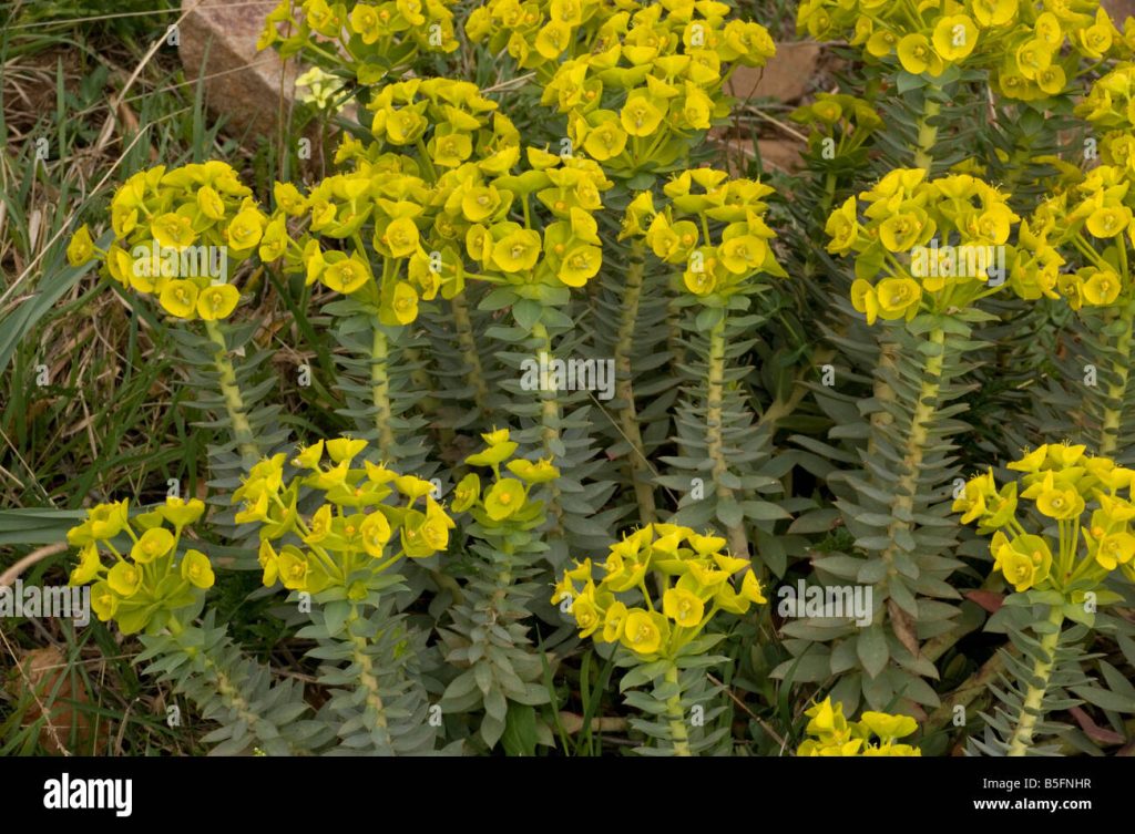 10 Ground Cover Plants to Grow in South Carolina - PlantNative.org