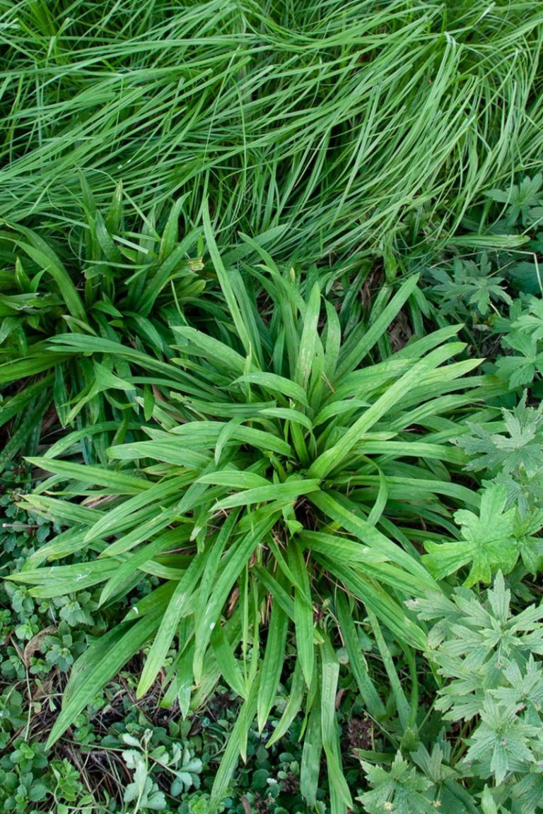 16 Ground Cover Plants to Grow in Ohio - PlantNative.org