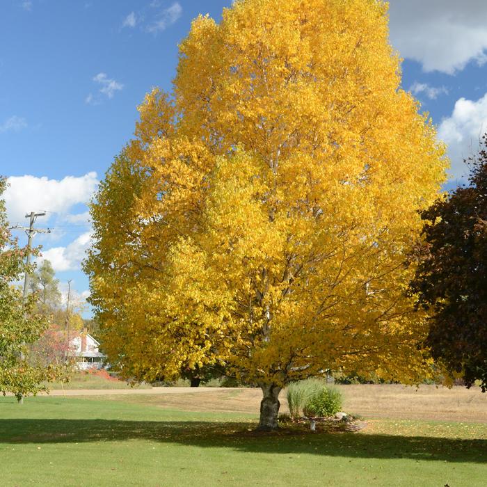 12 Ornamental Trees That Will Thrive in Minnesota - PlantNative.org