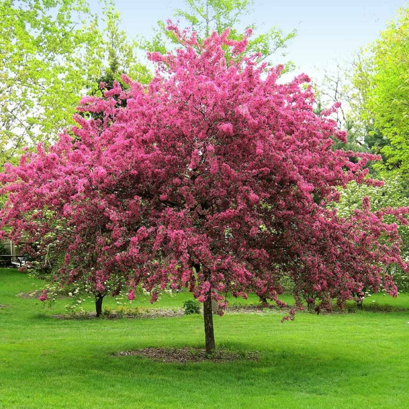 15 Ornamental Trees to Grow in Ohio - PlantNative.org