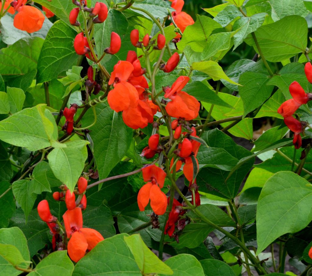 Flowering Vines That Will Do Well in Minnesota - PlantNative.org
