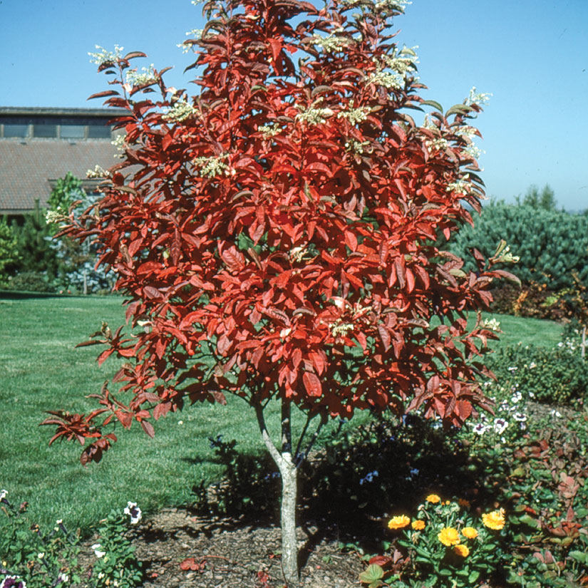 19 Ornamental Trees to Grow in North Carolina - PlantNative.org