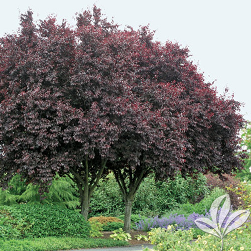 The 10 Best Ornamental Trees to Grow in Connecticut - PlantNative.org
