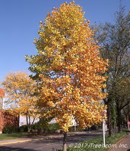 The Best 15 Ornamental Trees to Grow in Alabama - PlantNative.org