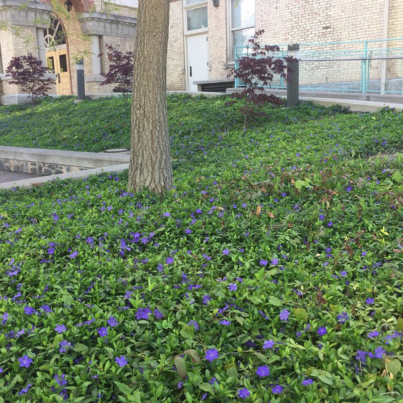 12 Ground Cover Plants to Grow in Massachusetts - PlantNative.org
