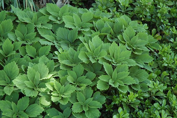 15 Ground Cover Plants to Grow in North Carolina - PlantNative.org