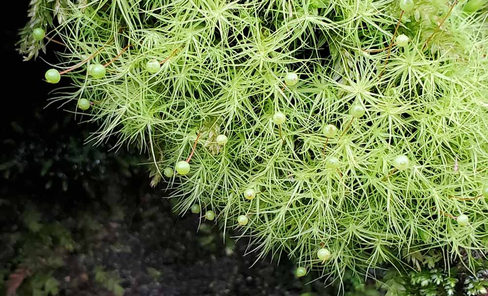 12 Ground Cover Plants to Grow in Massachusetts - PlantNative.org