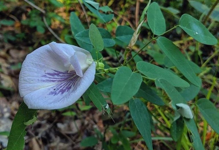 Flowering Vines That Will Thrive in Georgia - PlantNative.org