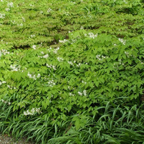 Ground Cover Plants Most Suitable to Missouri Climate - PlantNative.org