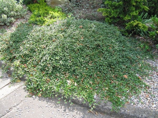 Ground Cover Plants Most Suitable to Missouri Climate - PlantNative.org