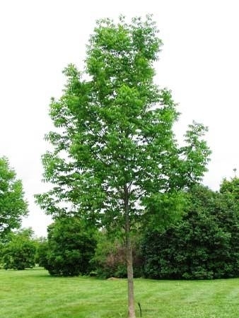 12 Ornamental Trees That Will Thrive in Minnesota - PlantNative.org