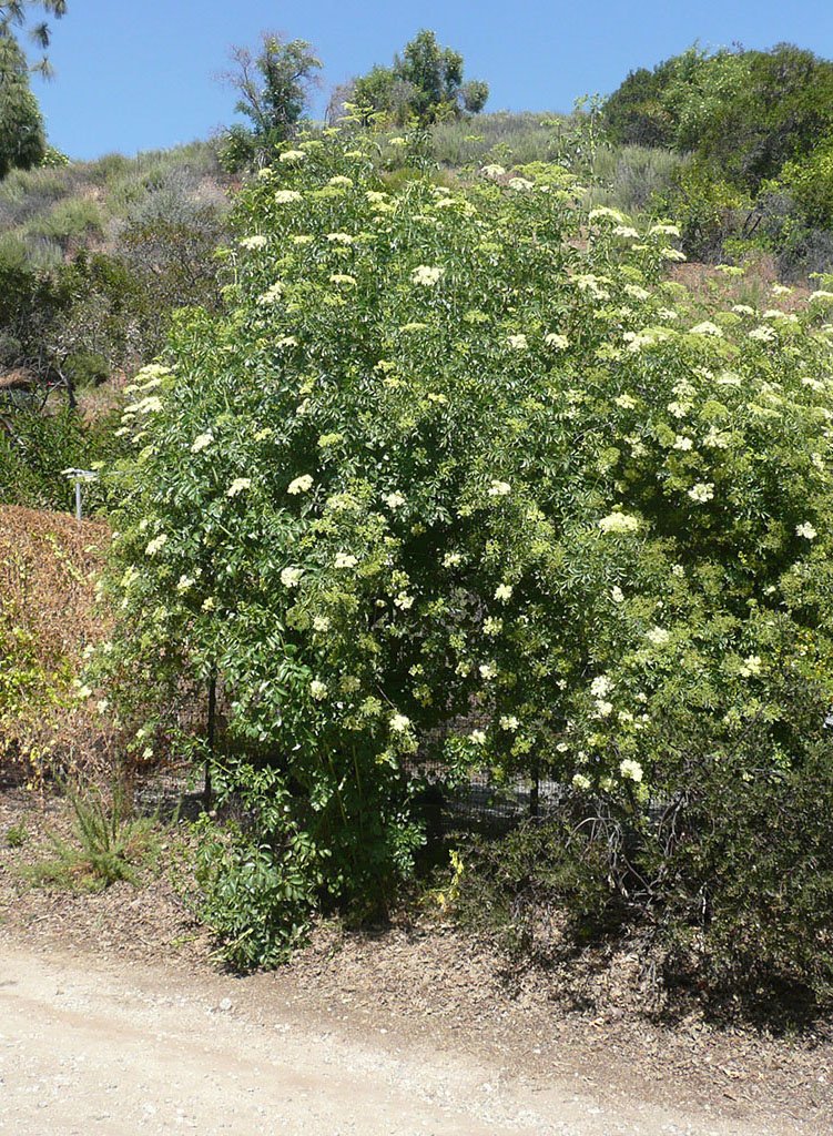 Ornamental Trees to Grow in Michigan - PlantNative.org